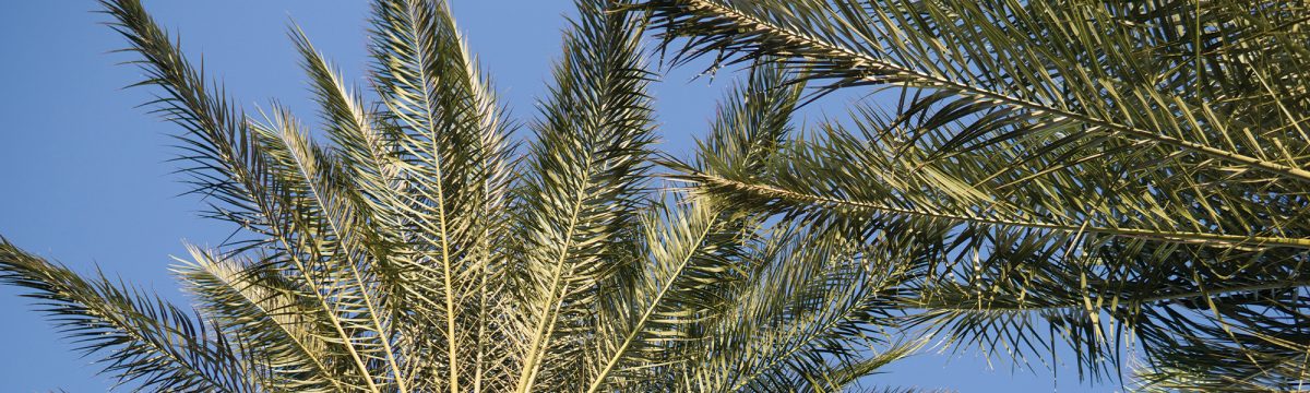 Palmier : comment, quand et où planter l'arécacée ? - Willemse France