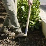 Comment planter les haies ? Conseils, techniques et règles à suivre