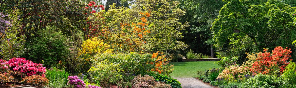 Quels arbustes d'ornement choisir ? - Conseil Jardin Willemse