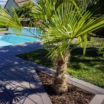 Palmier : comment, quand et où planter l'arécacée ? - Willemse France