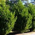 Cyprès (Cupressus) : conseils de plantation et entretien