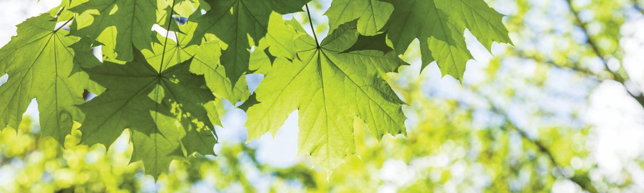 6 variétés d’érables incontournables