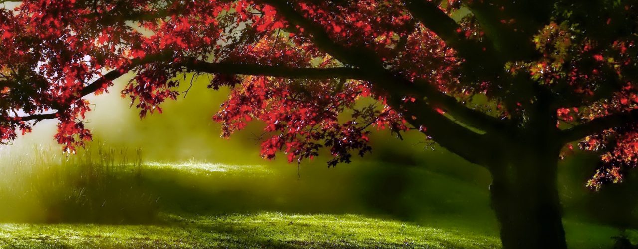 6 variétés d’érables incontournables