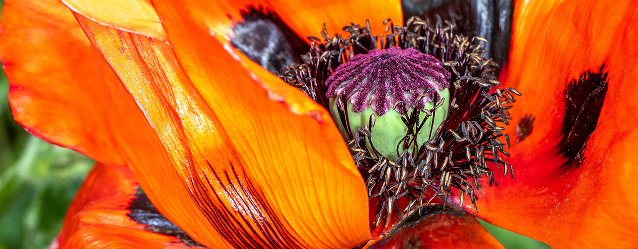 Coquelicot géant / Pavot d'Orient : Comment le planter et l'entretenir