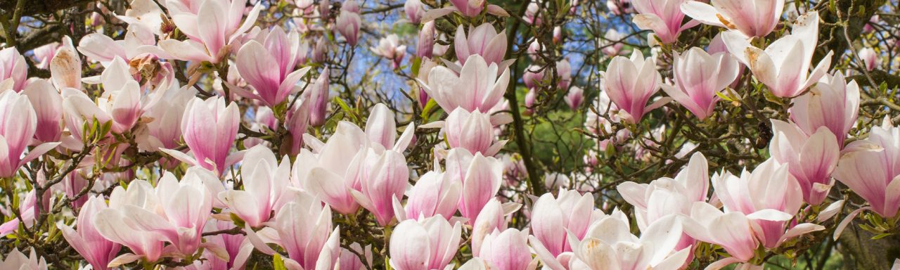 Comment bien choisir un arbuste d'ornement : 8 critères importants