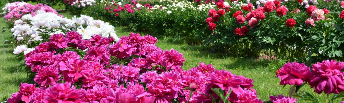 Les pivoines arbustives et herbacées pour le jardin