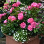 Comment planter & entretenir les rosiers miniatures ou rosiers nains