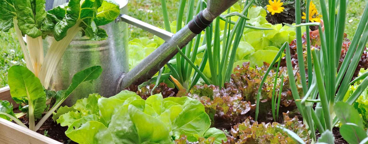 Comment créer un potager Bio en hauteur dans la moitié Nord de la France
