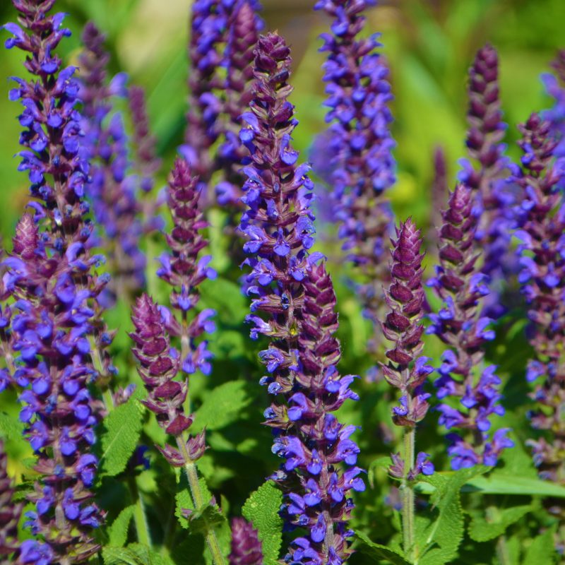 Vivaces - Conseils pour votre jardin