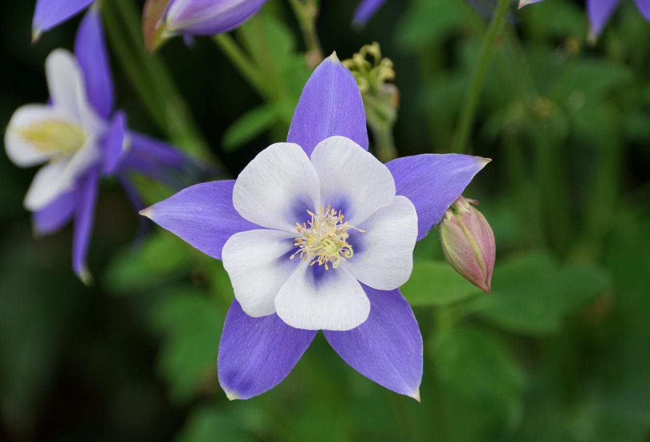 Ancolie - Aquilegia : conseils de plantation et entretien