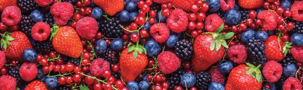 Petits fruits rouges : Conseils de culture, d'entretien et de conservation