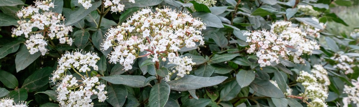 Laurier-tin (Viburnum tinus) : conseils de plantation et d'entretien