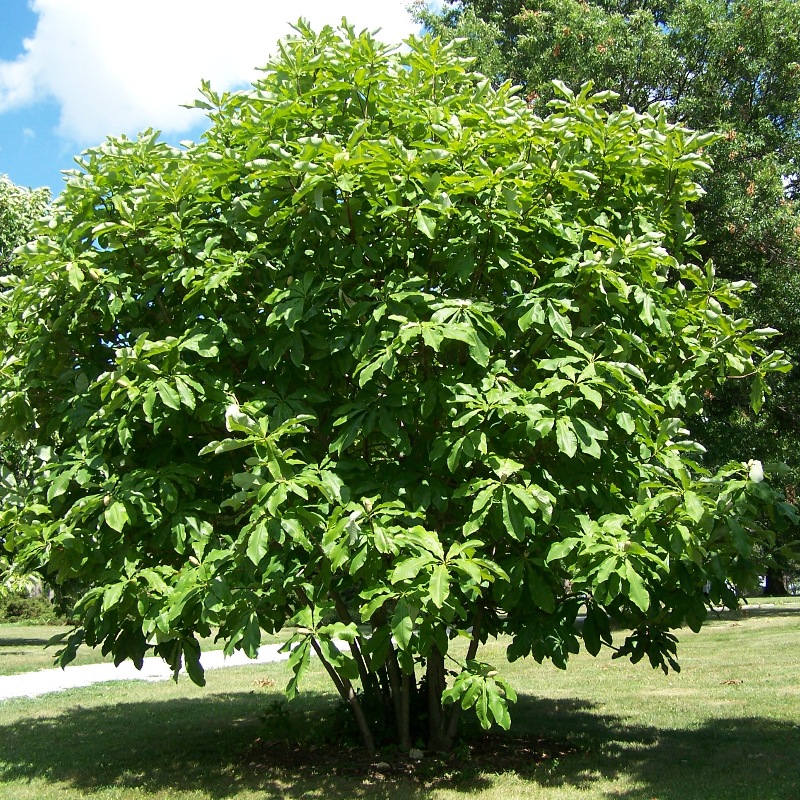 8 variétés pour un arbre parasol - Willemse