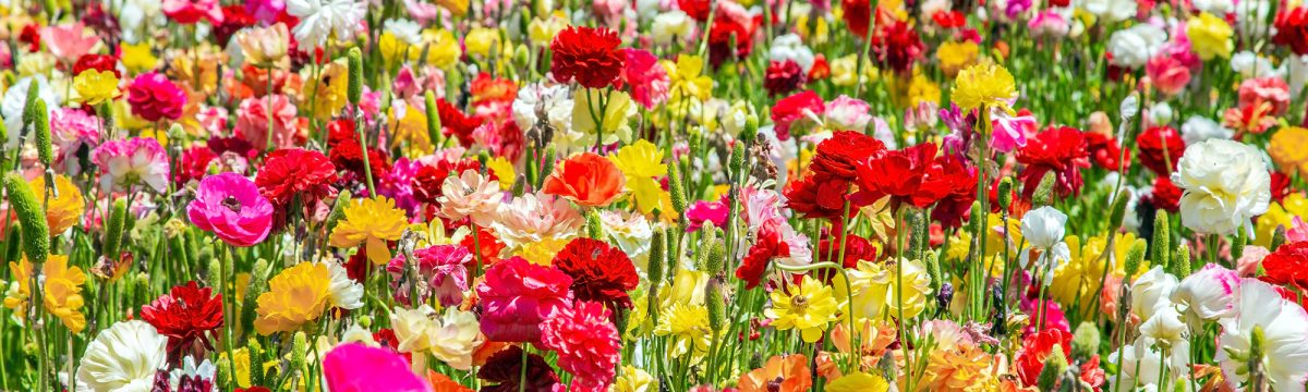 Renoncule /Ranunculus : Conseils de plantation et d’entretien