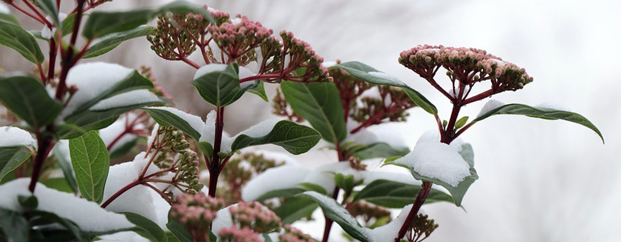 Laurier-tin (Viburnum tinus) : conseils de plantation et d'entretien