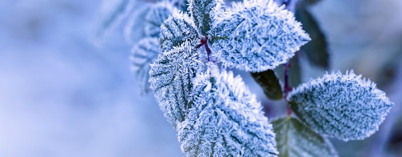 Qu'est-ce que la vernalisation