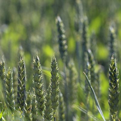 Comment cultiver les plantes dans un jardin en bord de mer
