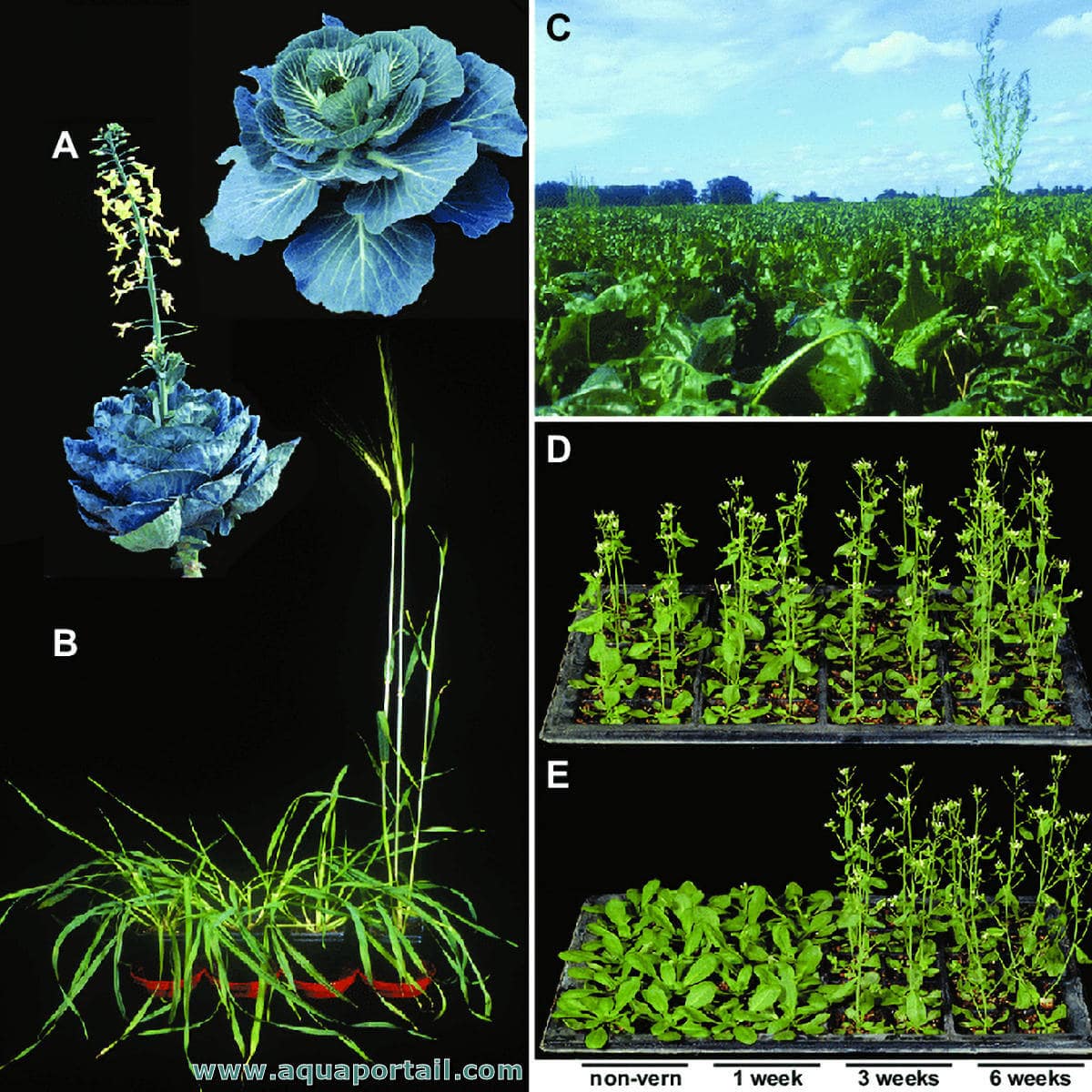 Qu'est-ce que la vernalisation