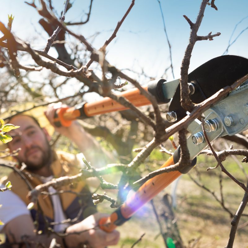 Comment soigner un arbre blessé ou abîmé