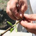 Qu’est-ce qu’un point de greffe ? Technique, plantes et matériel | Willemse