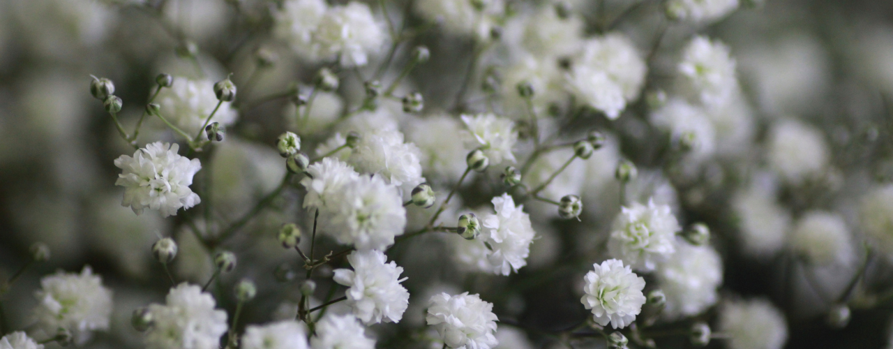 Gypsophile : conseils de plantation et entretien