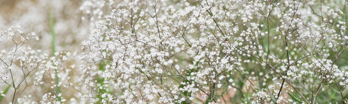 Gypsophile : conseils de plantation et entretien