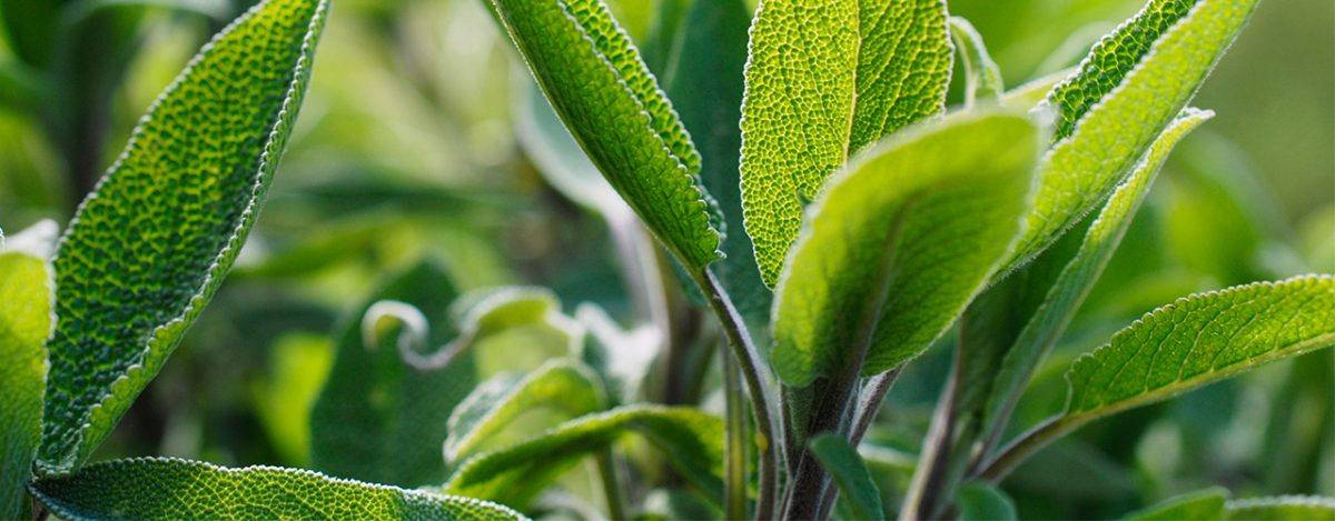 La Sauge : conseils de plantation et d'entretien