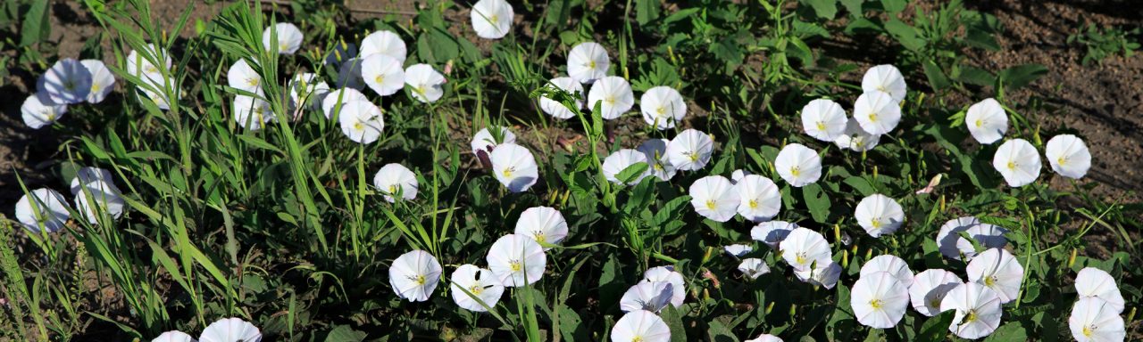 Comment éliminer le liseron définitivement (Convolvulus arvensis)