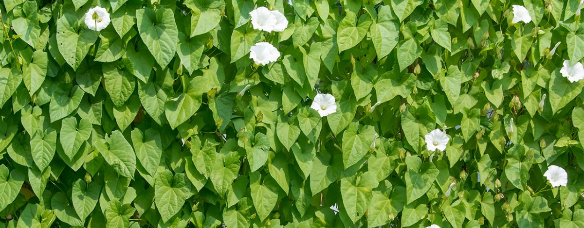 Comment éliminer le liseron définitivement (Convolvulus arvensis)