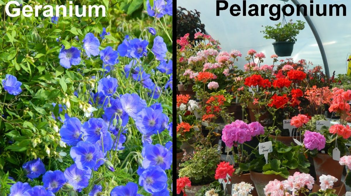 Quelle est la différence entre le géranium et le pélargonium