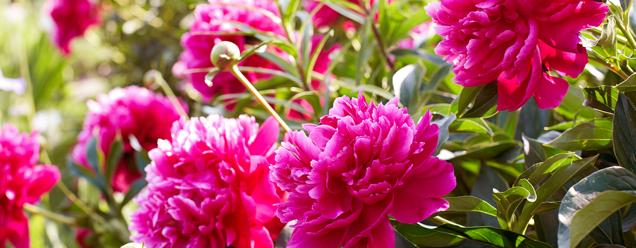 Pivoine : une sélection de 15 variétés incontournables