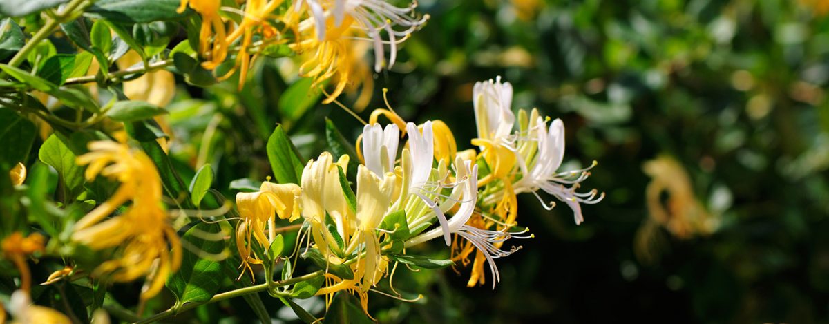 Zoom sur le chèvrefeuille - Conseil Jardin Willemse