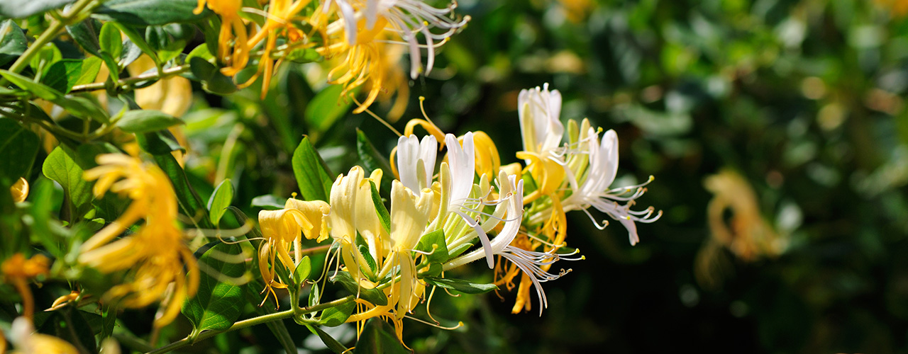Zoom sur le chèvrefeuille - Conseil Jardin Willemse