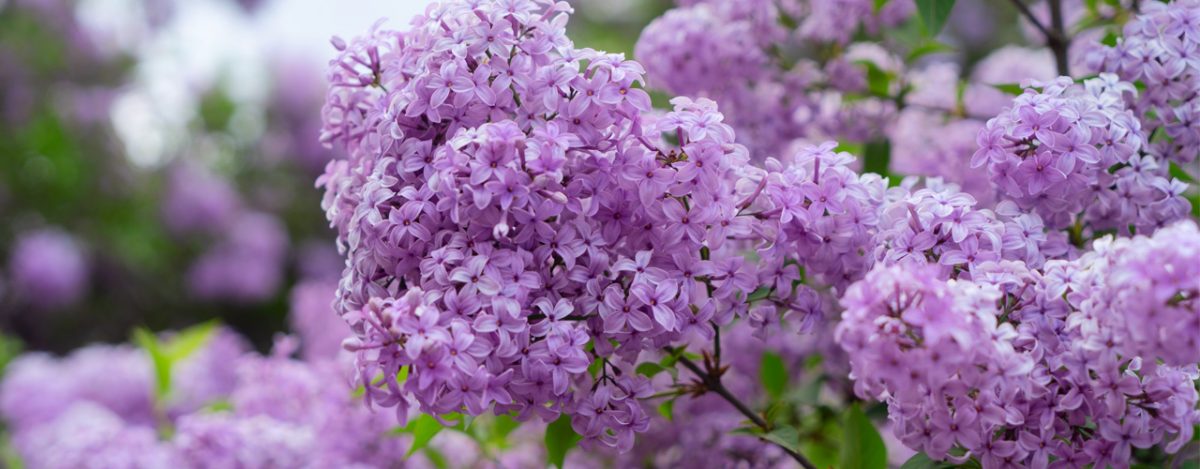 Toutes les variétés de lilas - Conseils Jardin Willemse
