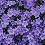 Toutes les variétés de lilas - Conseils Jardin Willemse