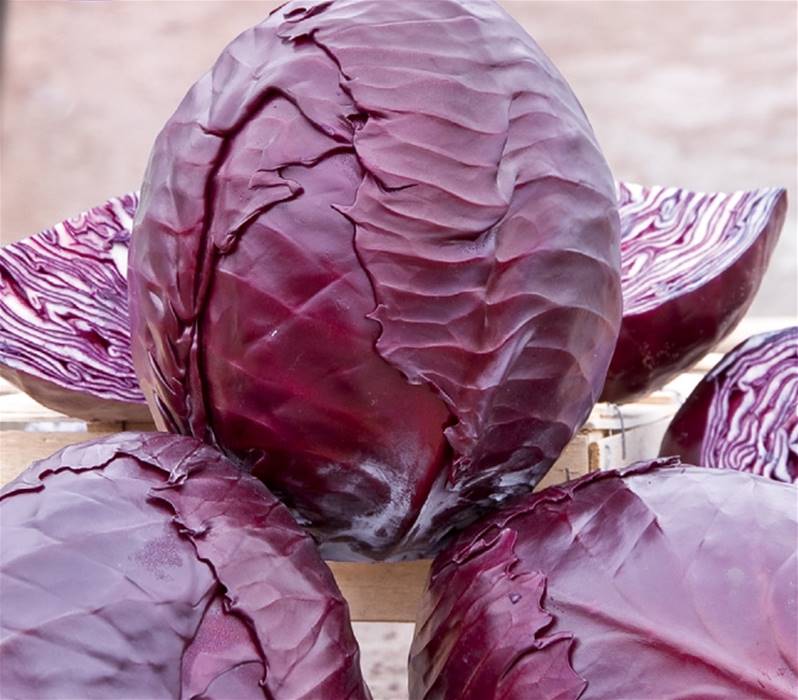 Graines de choux : quand et comment semer ? Quelle variété choisir