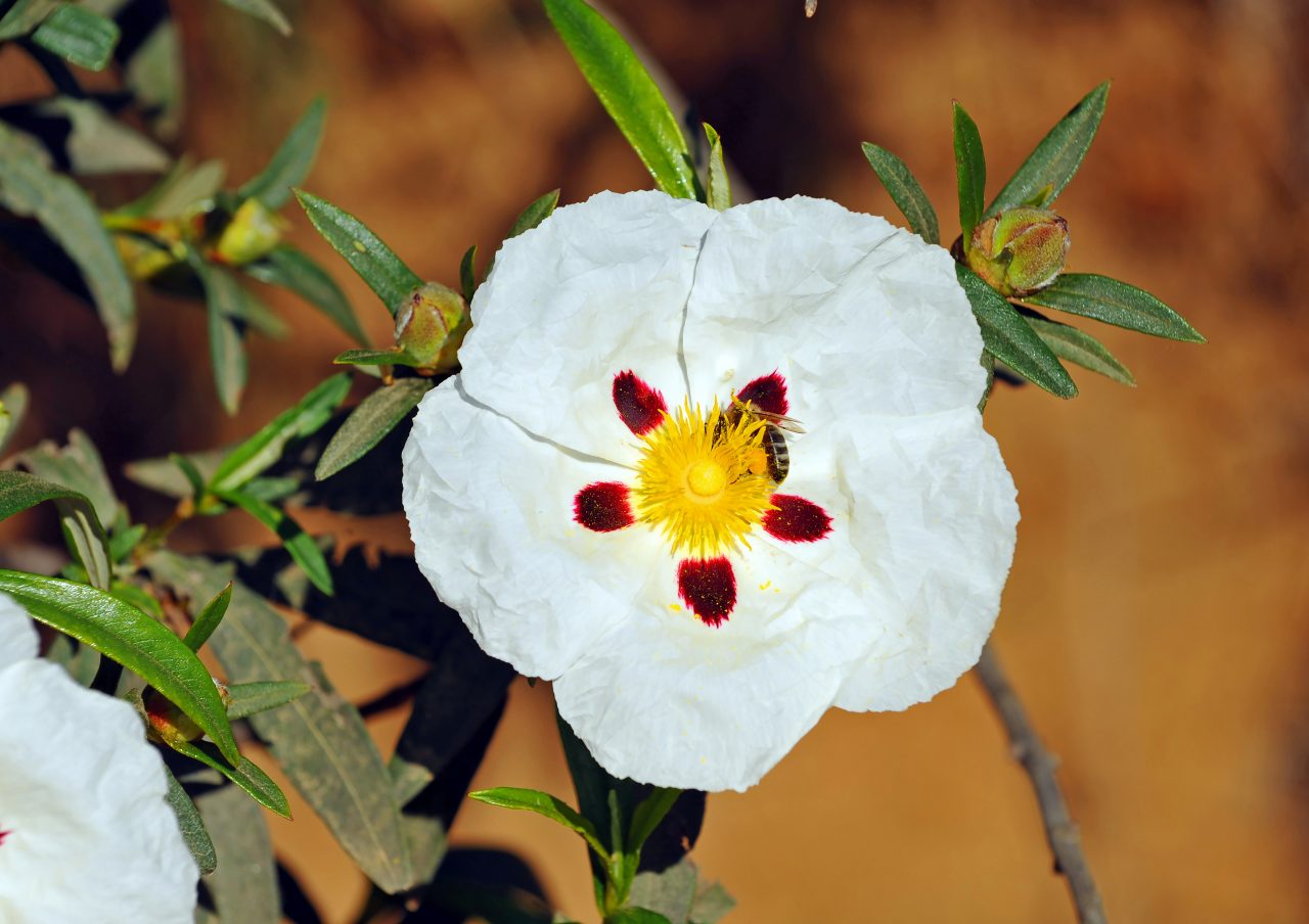 Le ciste : conseils de plantation et entretien