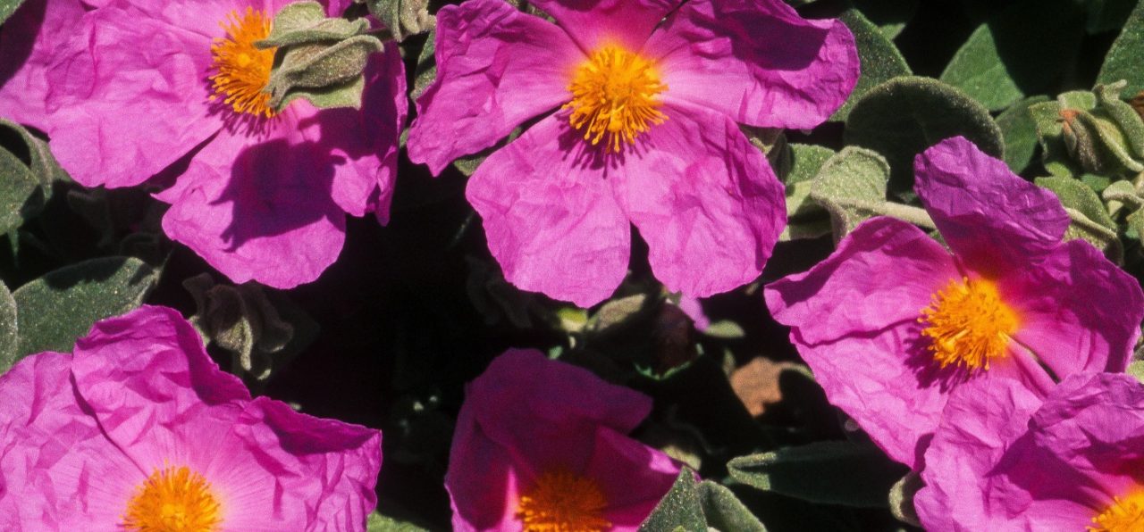 Le ciste : conseils de plantation et entretien