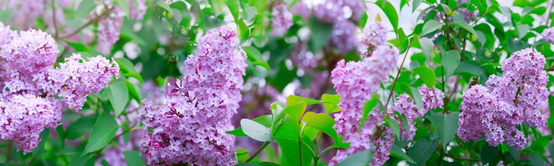 Toutes les variétés de lilas - Conseils Jardin Willemse