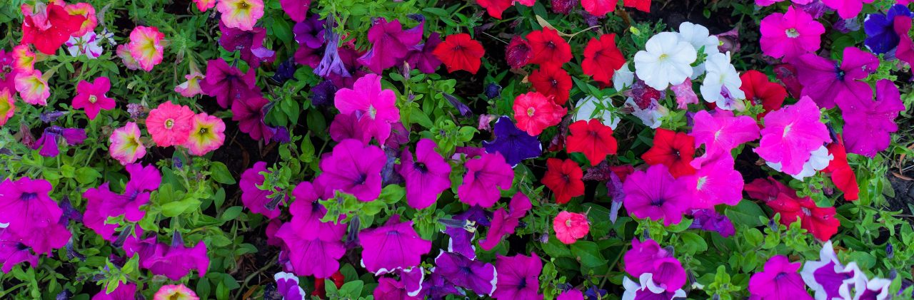 Pétunia : conseils de plantation et entretien