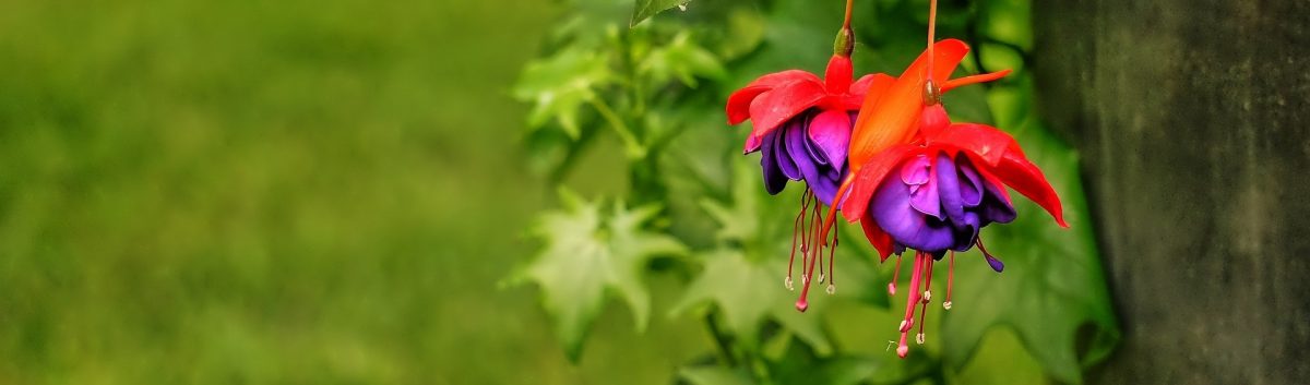 Le fuchsia de Magellan et sa rusticité