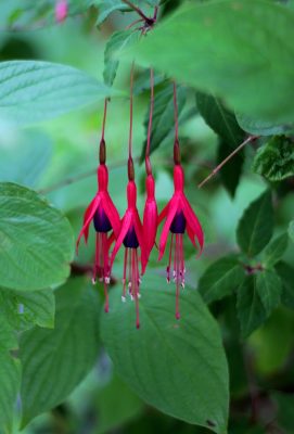 Le fuchsia de Magellan et sa rusticité