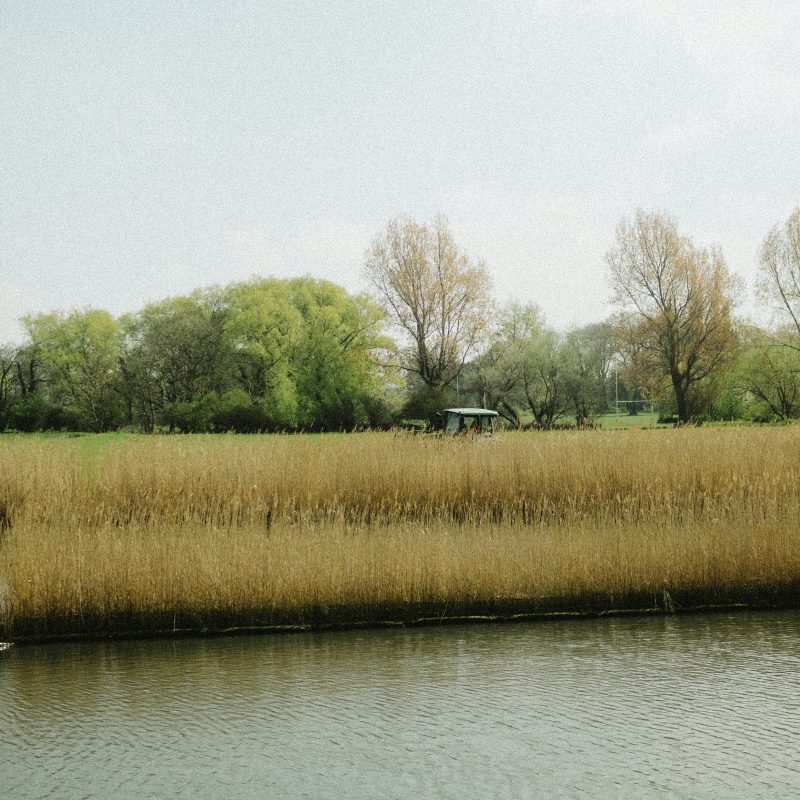 Jonc : comment, quand et comment planter le Juncus