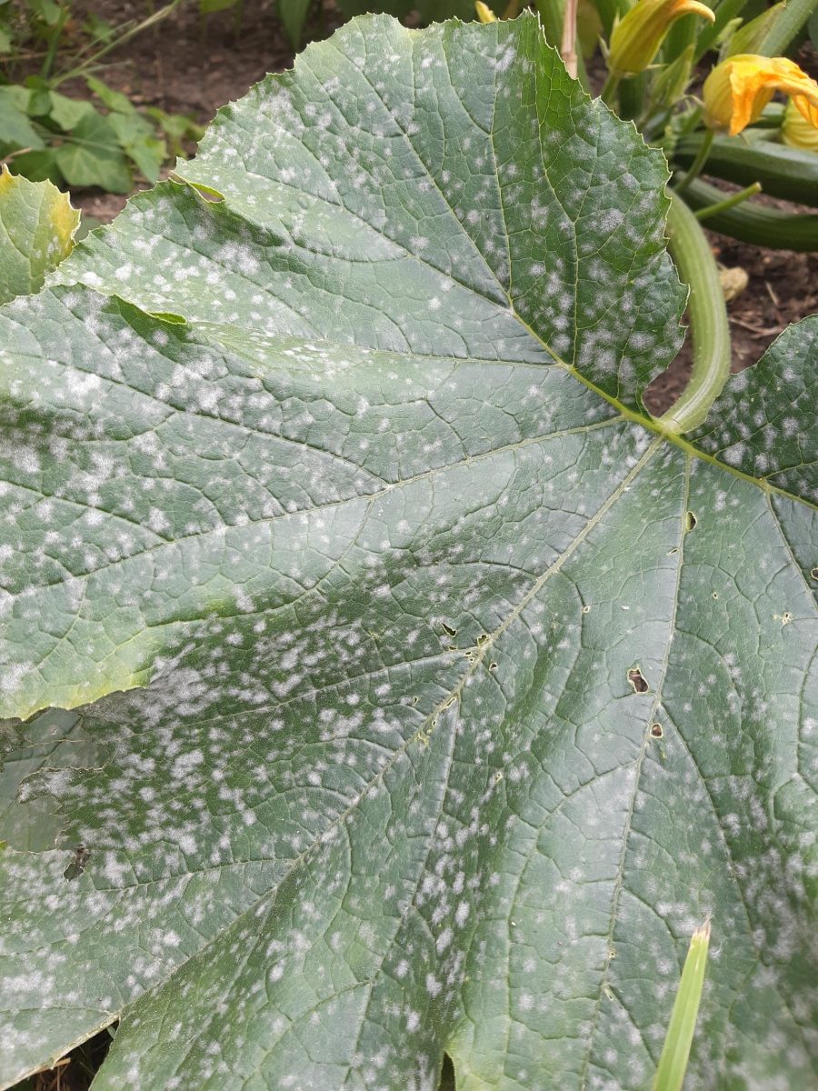 Oïdium de courgette : Prévention et solutions efficaces
