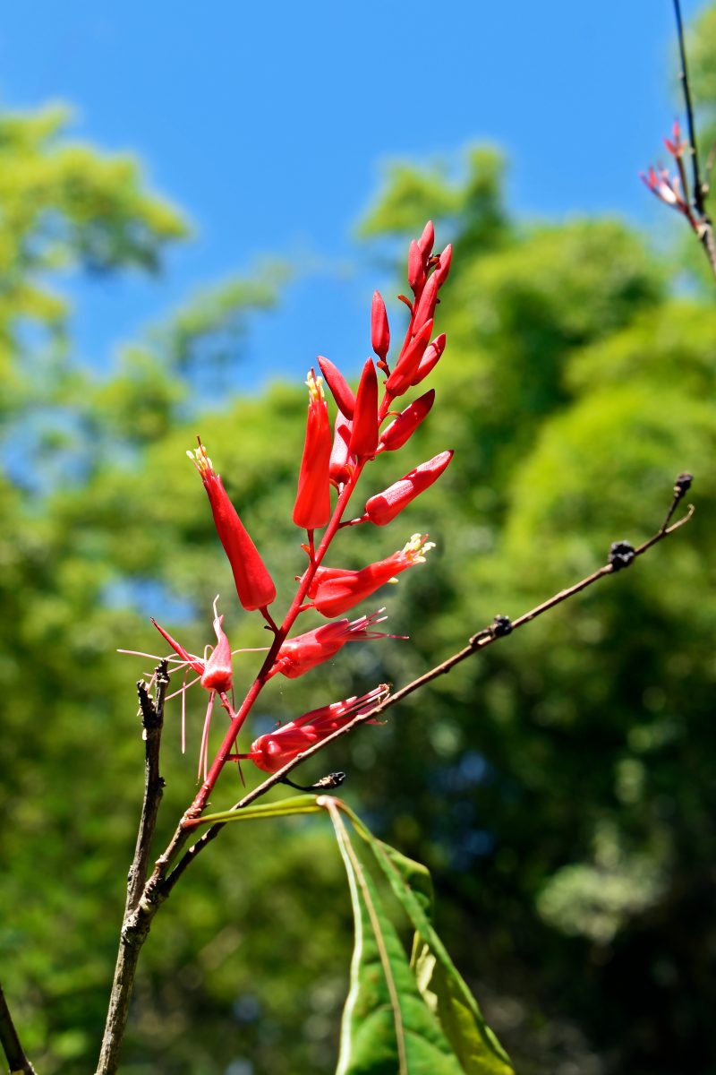 Quassia : Explorez les secrets de cette espèce végétale fascinante