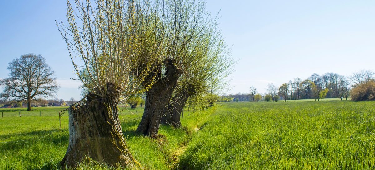 Saule Marsault : conseils de plantation et entretien