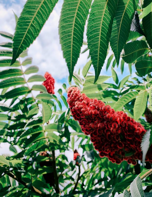 Sumac : conseils de plantation et entretien