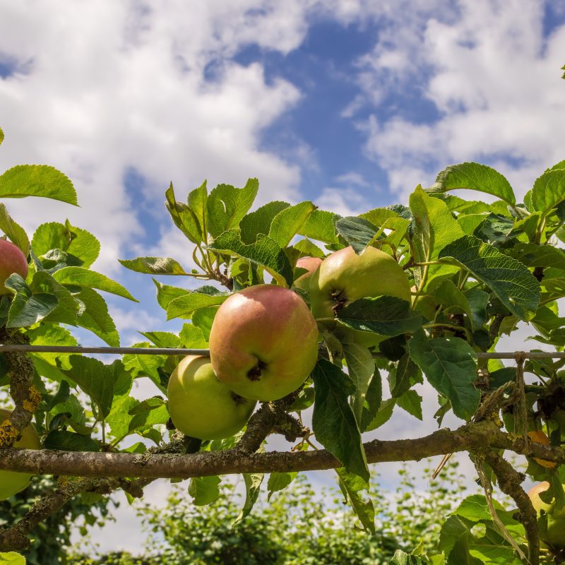 Arbres fruitiers, quelle forme pour quelle utilisation