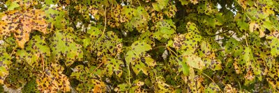 La verticilliose de l'érable