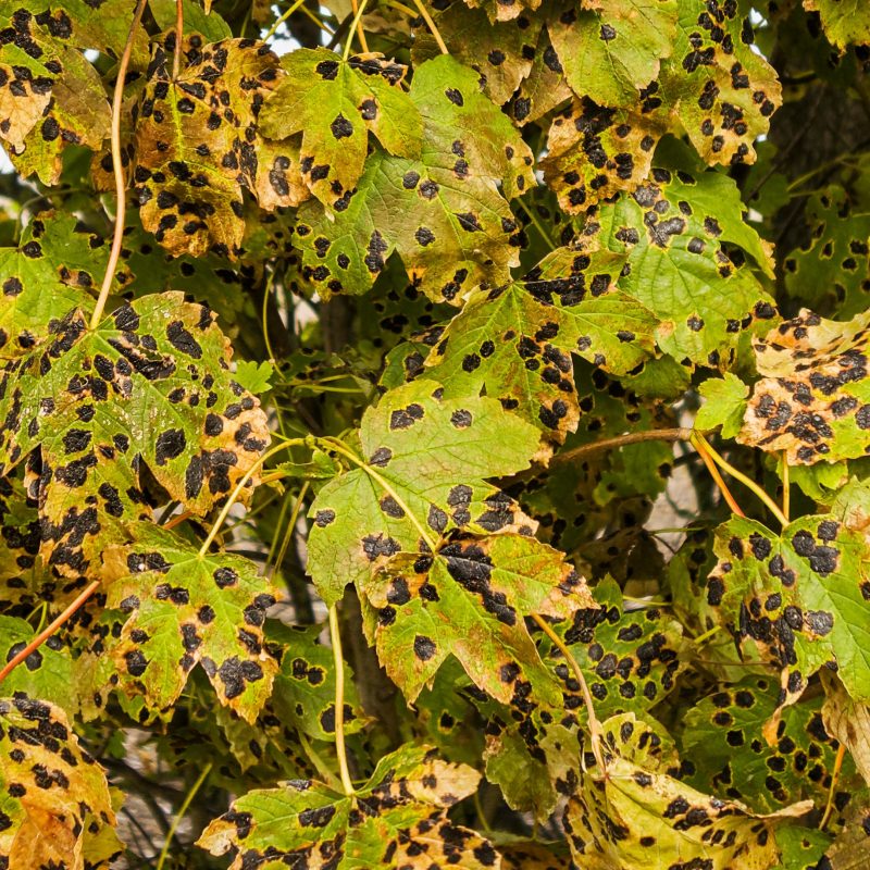 Conseils pour la plantation et l'entretien - Conseils pour votre jardin